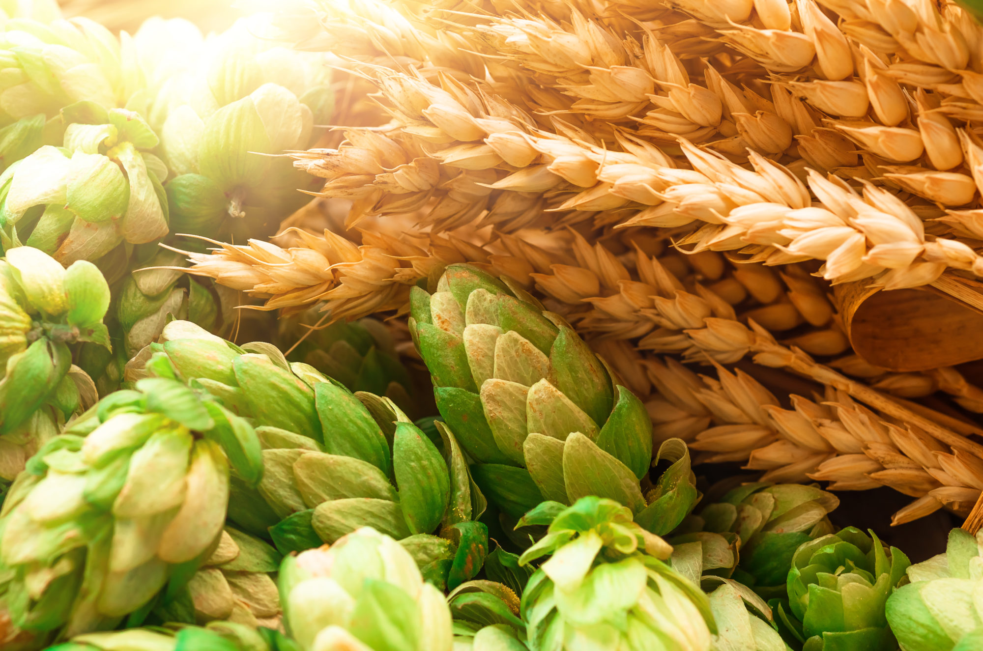 Agronomie et science des aliments – ISTE Editions